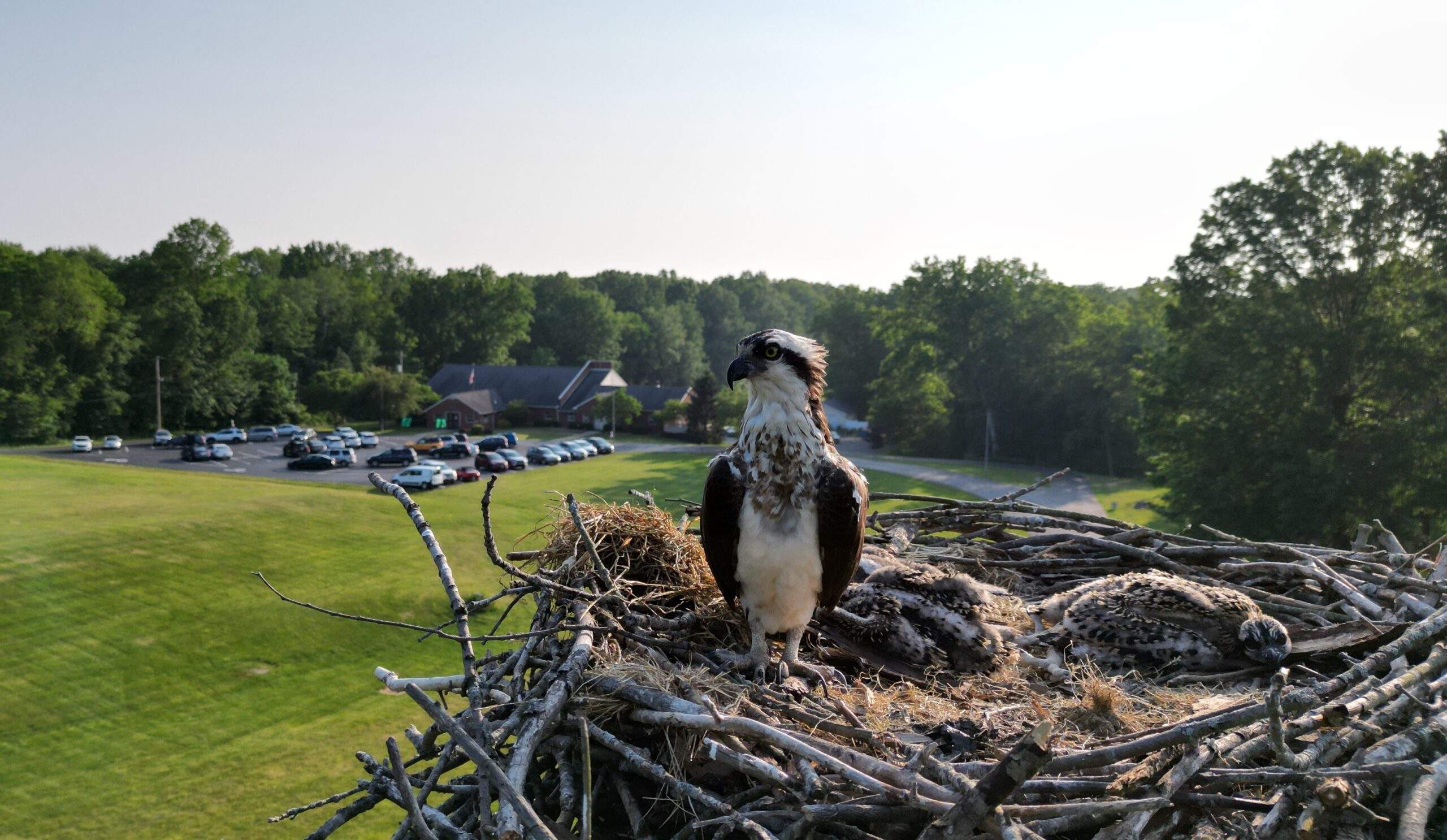 Winged family fascinates faithful of Cortland parish - The Catholic Echo